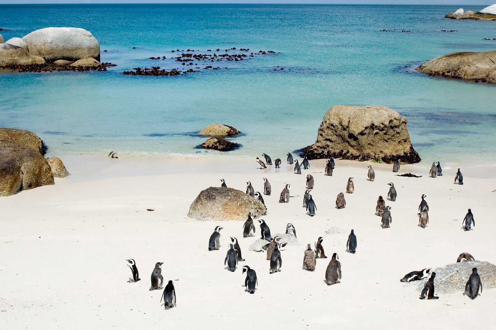 Boulders Beach penguin colony