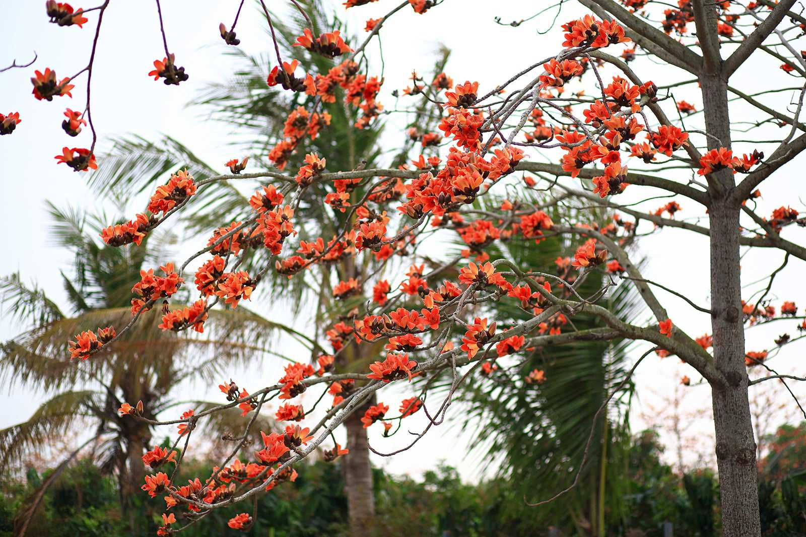 Flower viewing on Linchupi Kapok Road in Baihe District