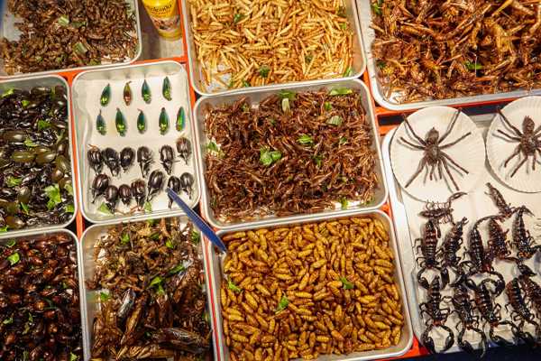 Eating Insects in Bangkok and Where to Find Them