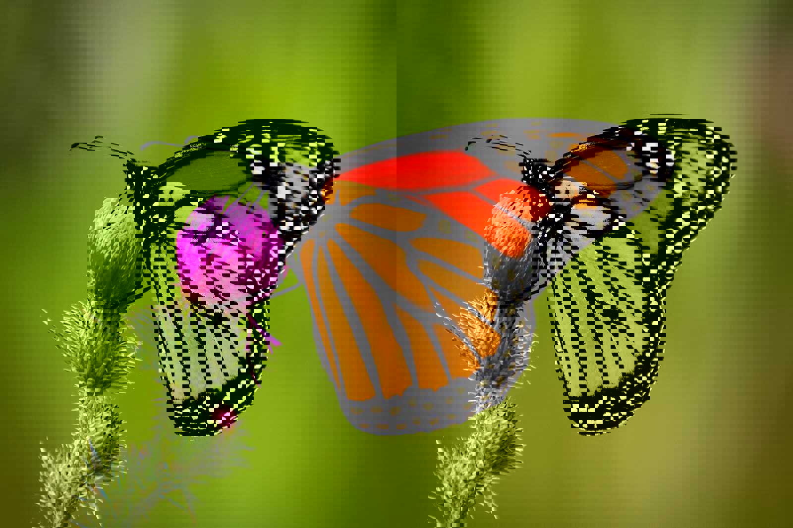 Butterfly Farm