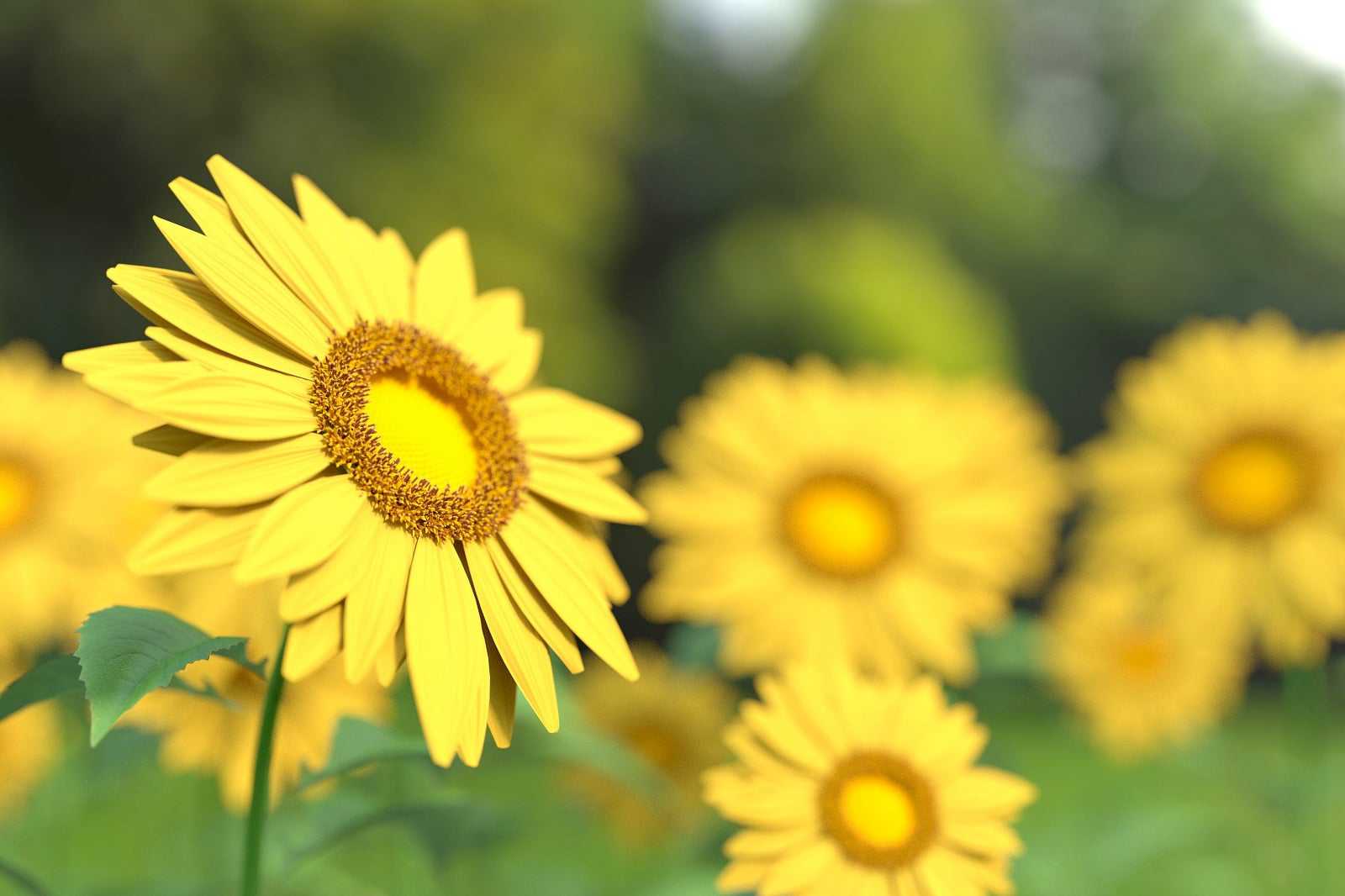 Tour of flowers in Xuejia