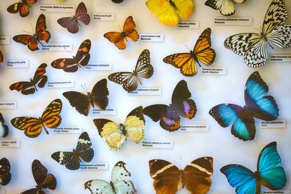 Gothenburg Museum of Natural History